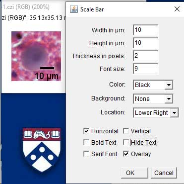 【ImageJ/Fiji】スケールバーを表示
