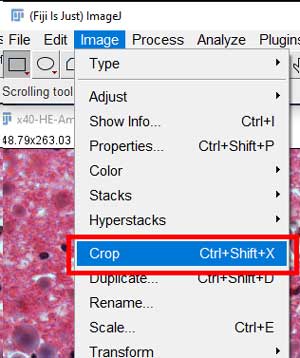 【ImageJ/Fiji】画像の切り抜き